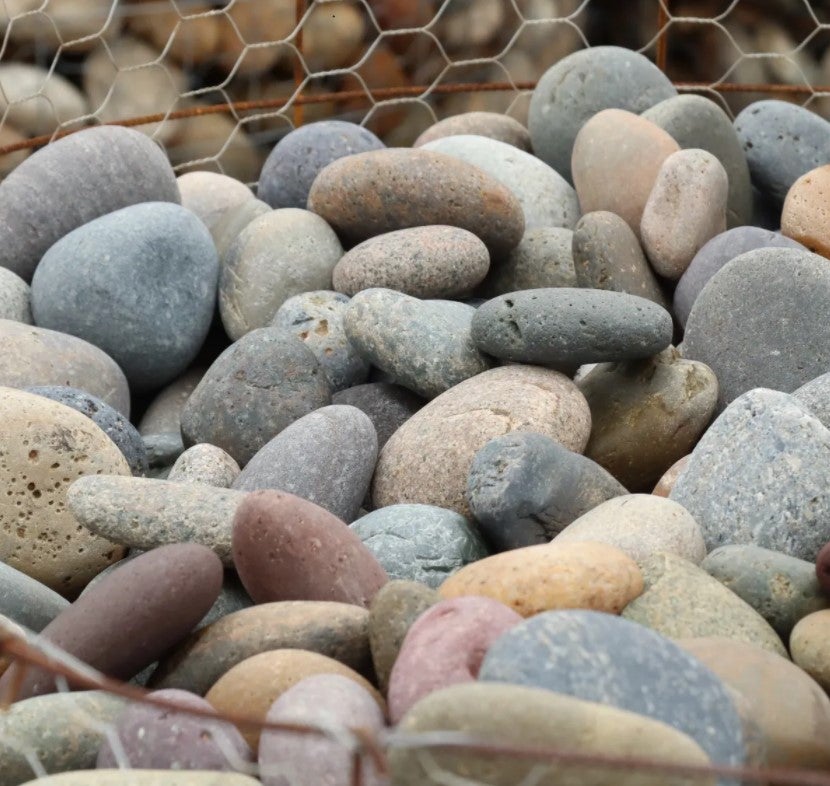 Mexican Beach Pebble Berry (Palletized) | EarthTones Greenery